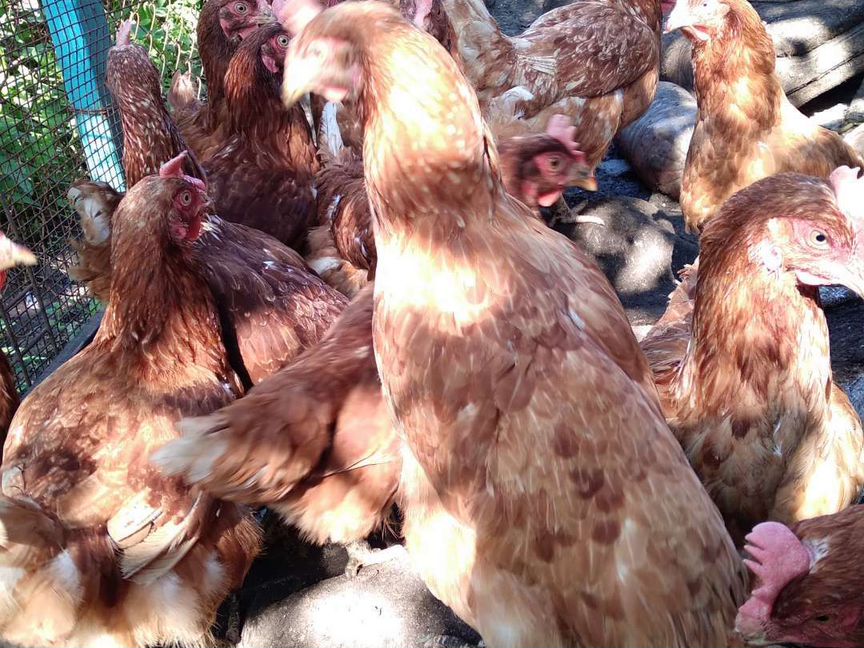 Куры несушки