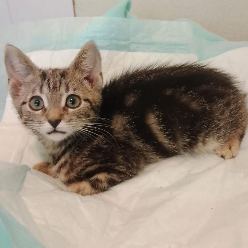 Котята бесплатно