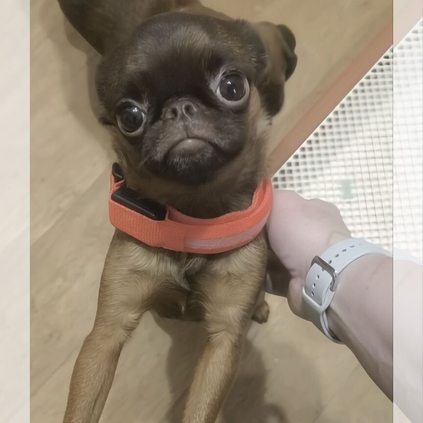 Пти-брабансон, щенок