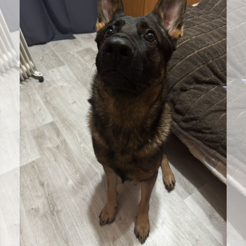 Случка собак,немецкая овчарка