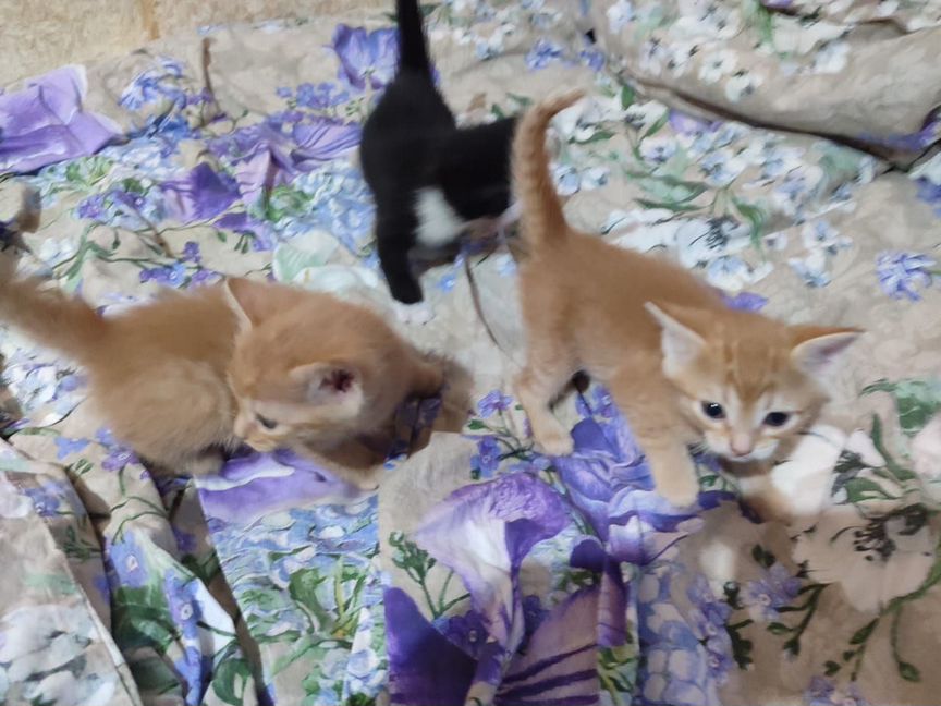 Умные, воспитанные котята