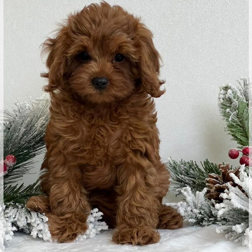 Кавапу, щенок