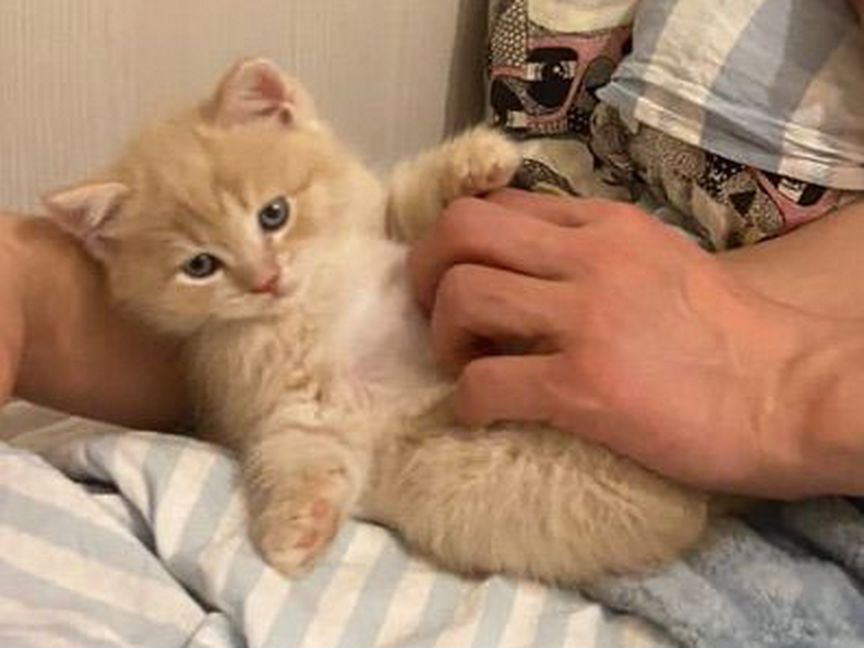 Шикарный вислоухий шотландсктй котенок