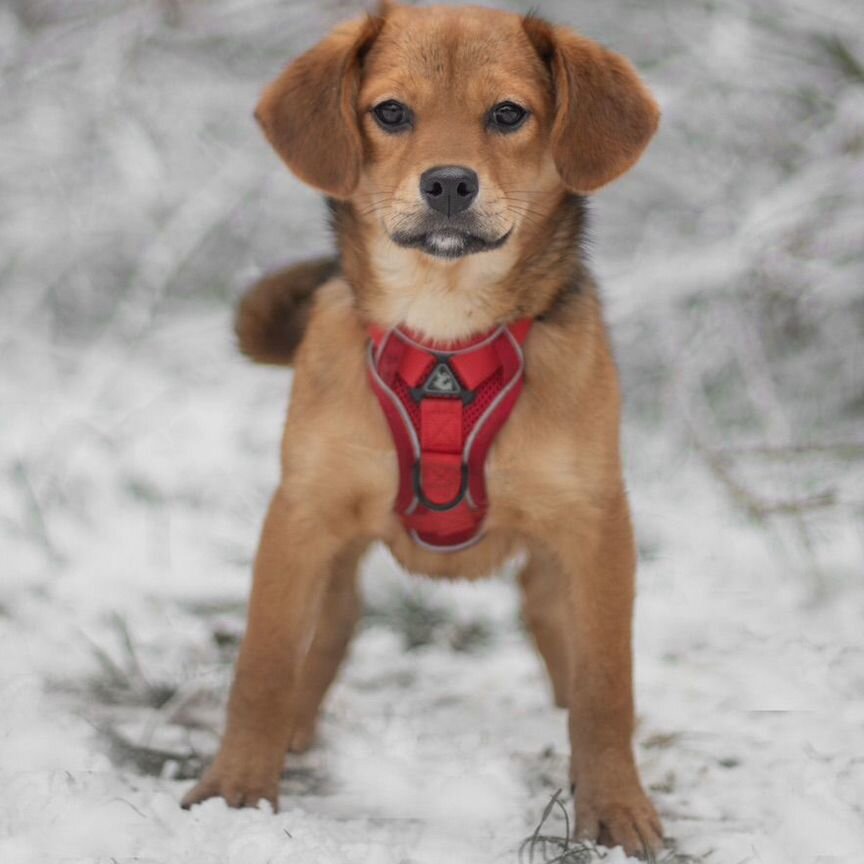 Щенок в добрые руки