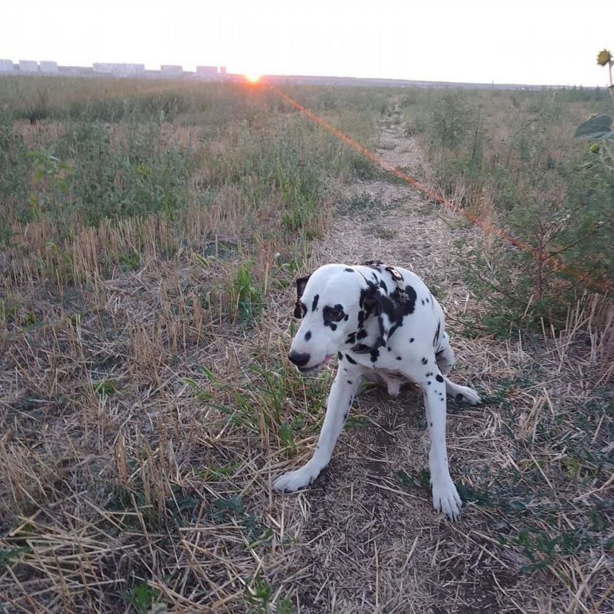 В добрые руки