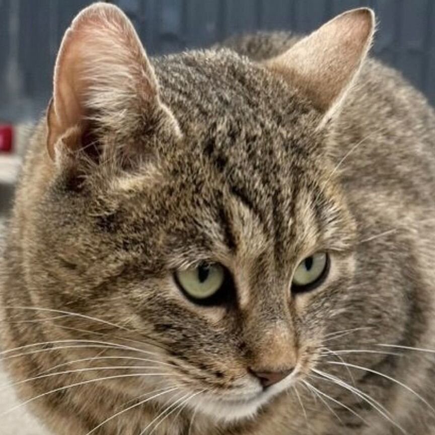 Зеленоглазка в дар