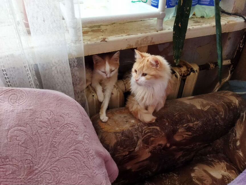 Кошки