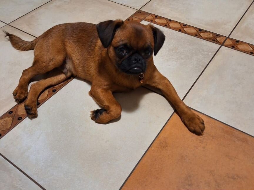 Щенок пти брабансона