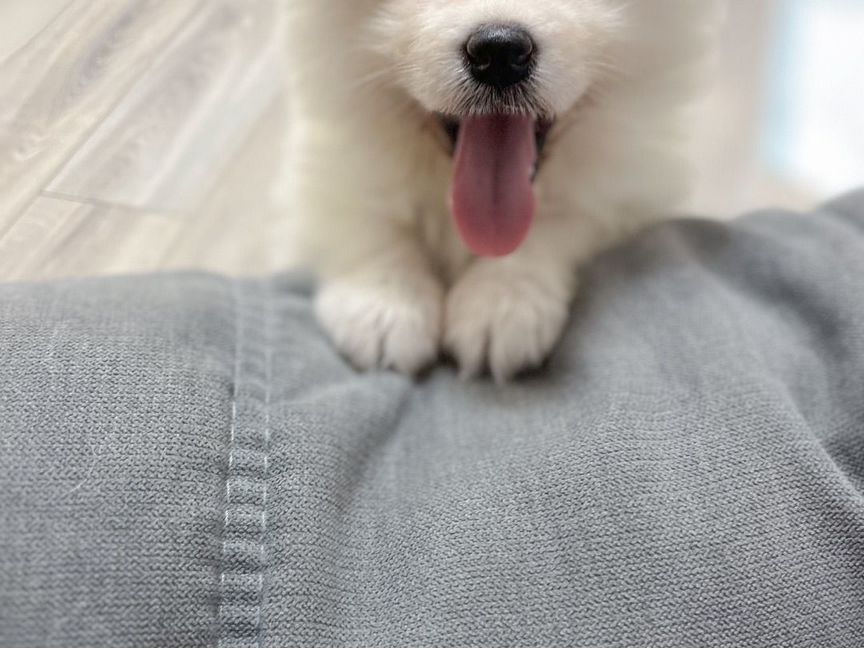 Самоедская лайка щенки