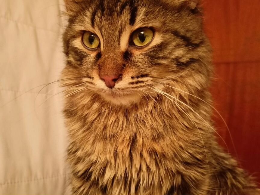 Кошки