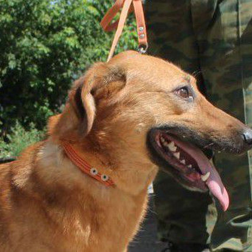 Взрослый пёс в добрые руки