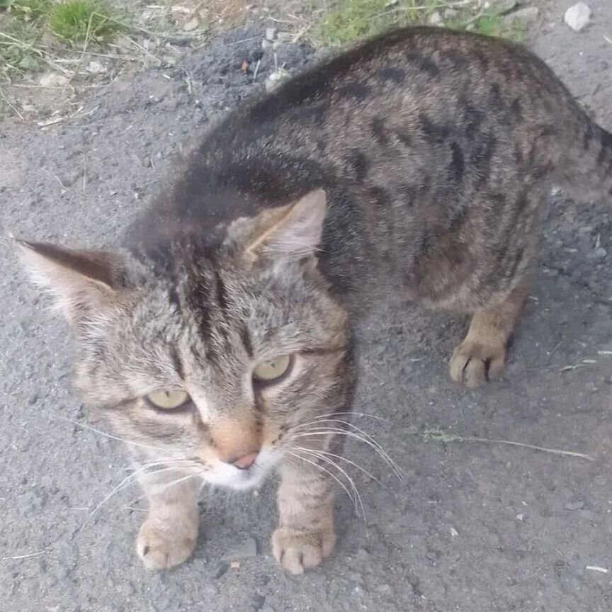 Взрослый кот в добрые руки