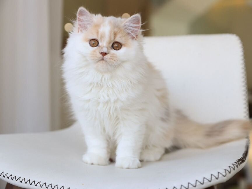 Очень нежная британская девочка Paola