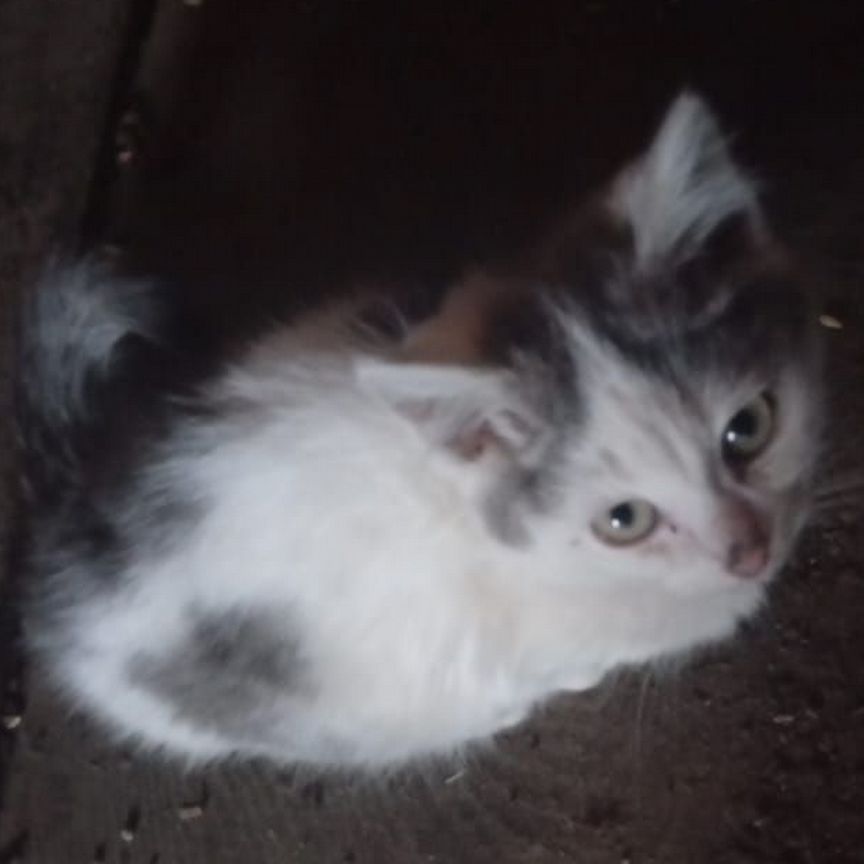 Котёнок в добрые руки