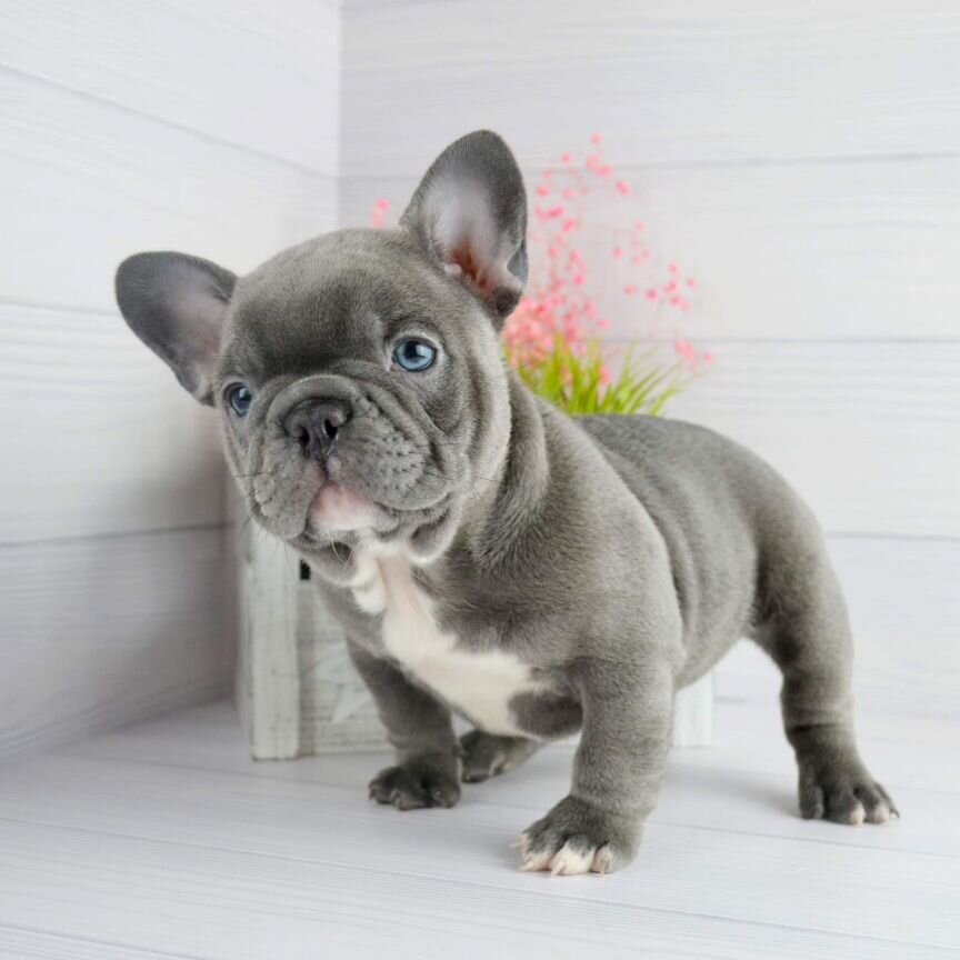 Французский бульдог щенки