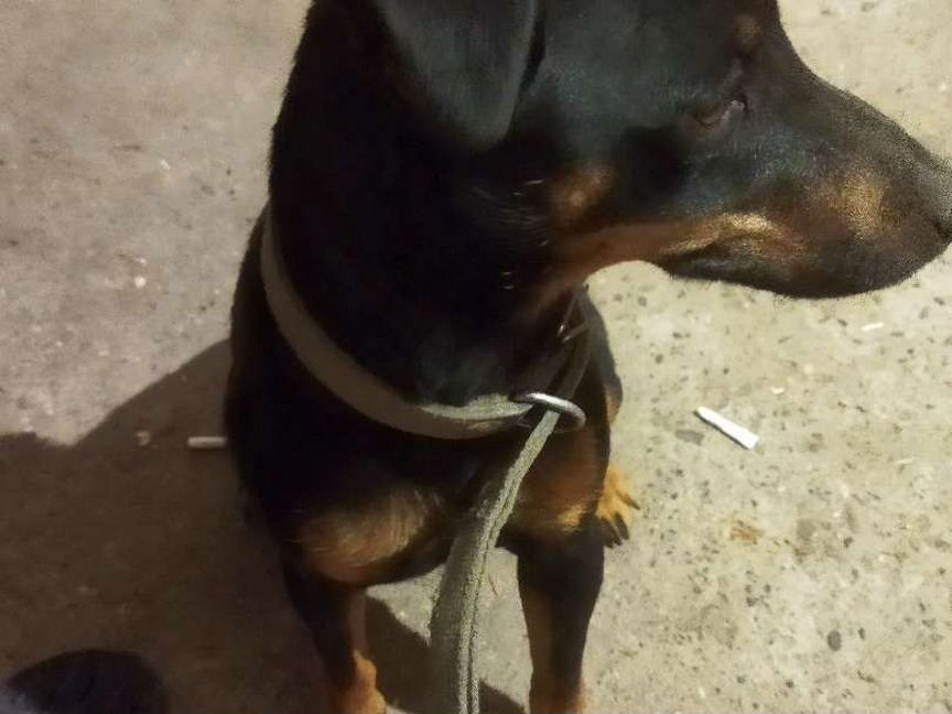 Сука Ягтерьера ищет мальчика для вязки