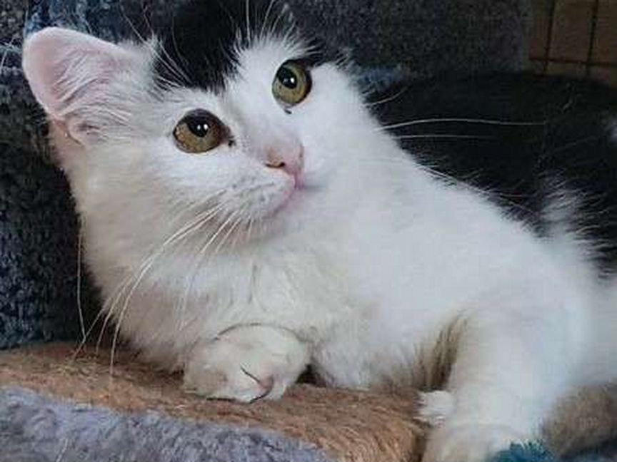 Маруся, кошка