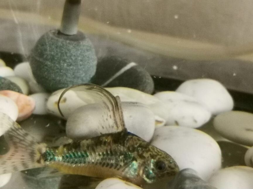 Коридоросы крапчатые