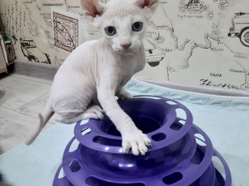 Канадский сфинкс