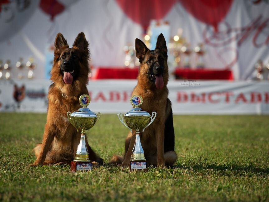 Собаки щенки немецкая овчарка