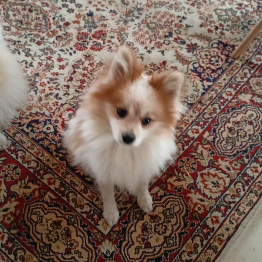 Померанский шпиц