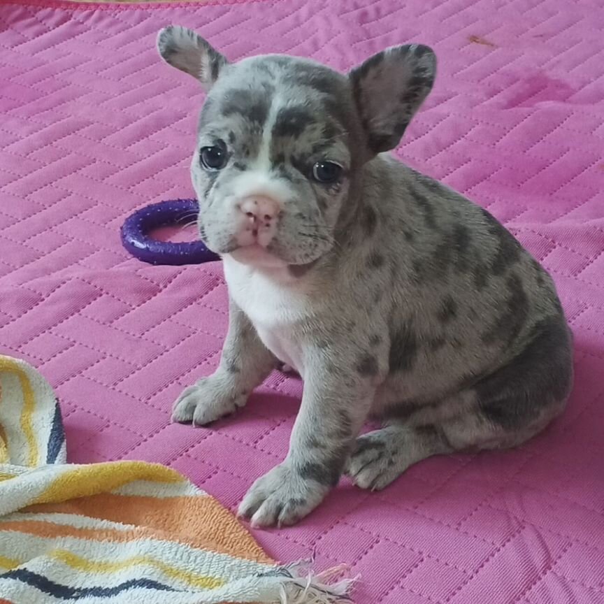 Французская бусинка