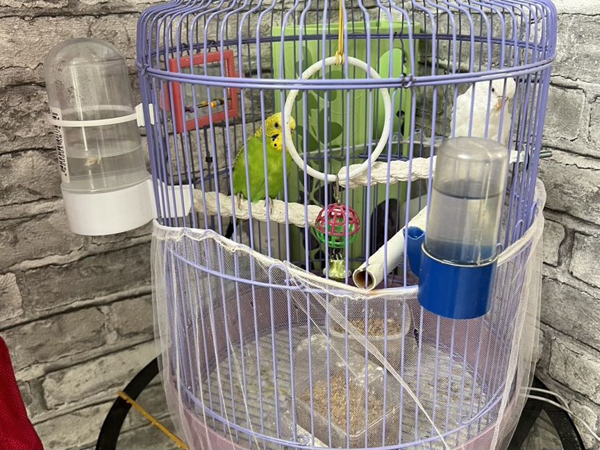 Волнистый попугай с клеткой