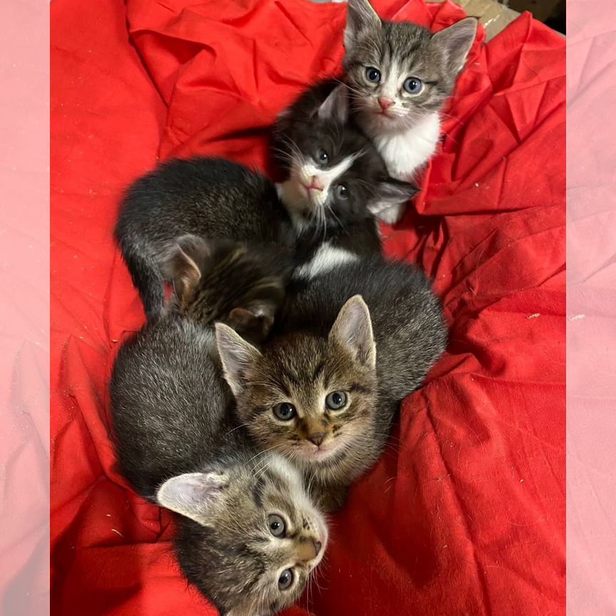 Нужна помощь: 5 котят остались без дома