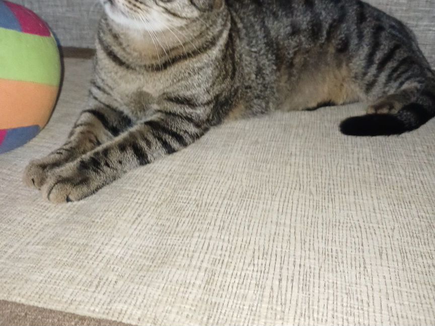 Кошка