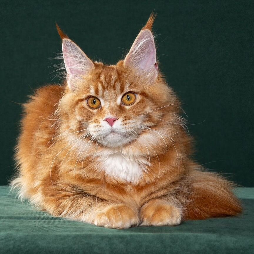 Мейн-кун котёнок