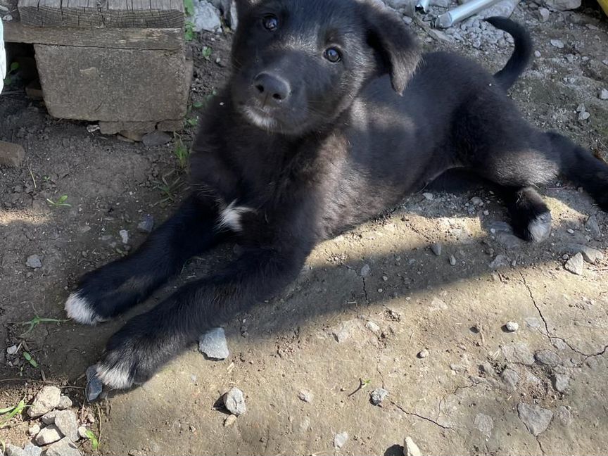 Собака в добрые руки отдам бесплатно