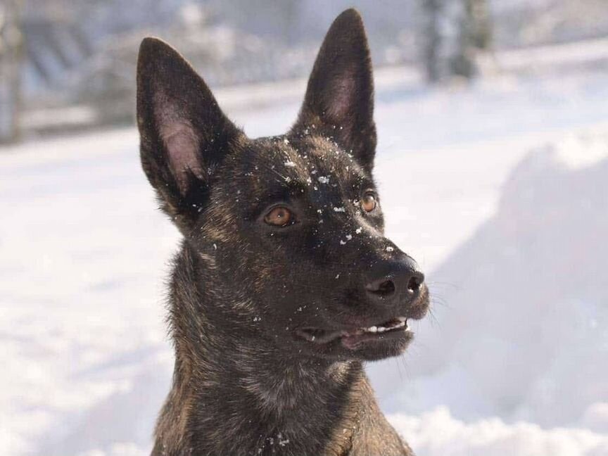 Щенки -2 помета бельгийские и голландские овчарки