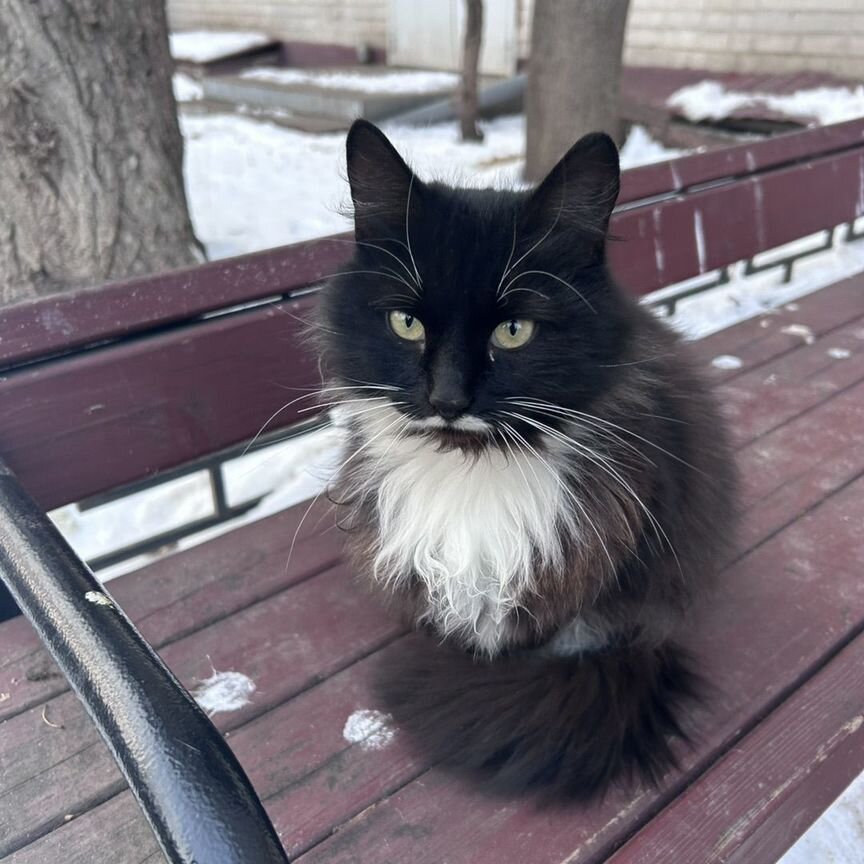 Кошечка