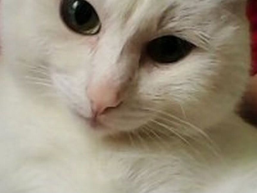 Красивая кошечка нуждается в доме