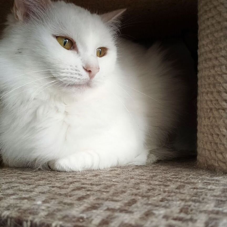 Белая кошечка ищет любящего хозяина