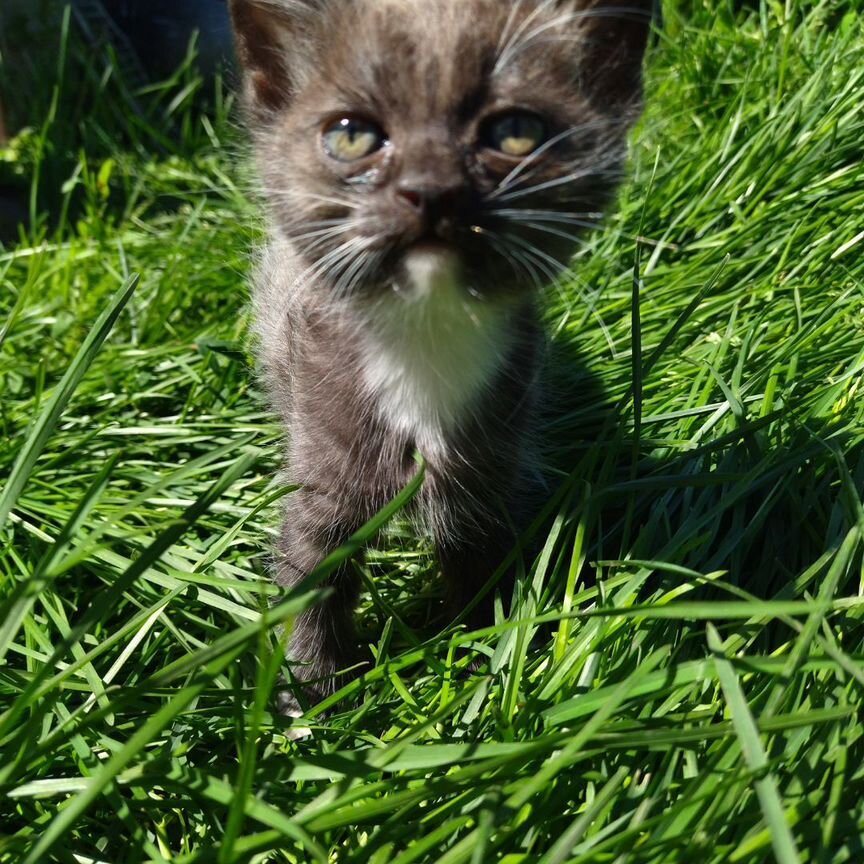 Котята в добрые руки