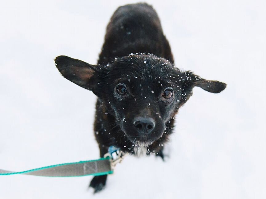 Щенок метис чихуахуа в добрые руки