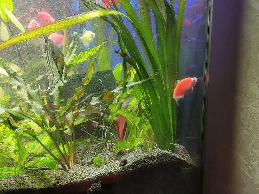 Валлиснерия (лат. Vallisnéria). Прополка аквариума