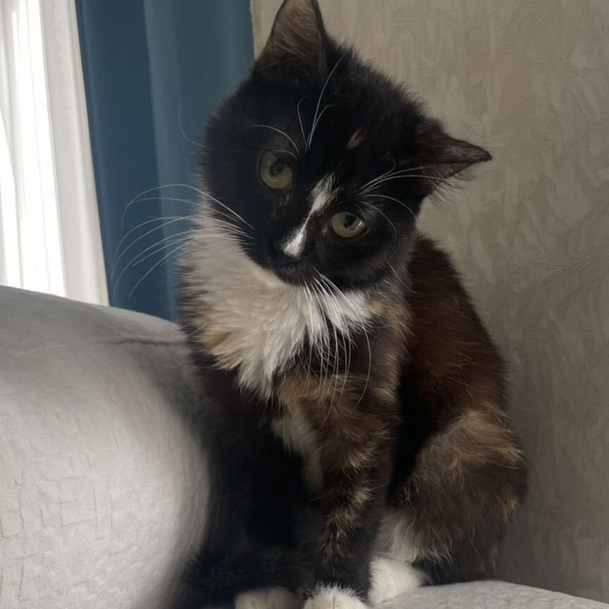 Котенок в добрые руки