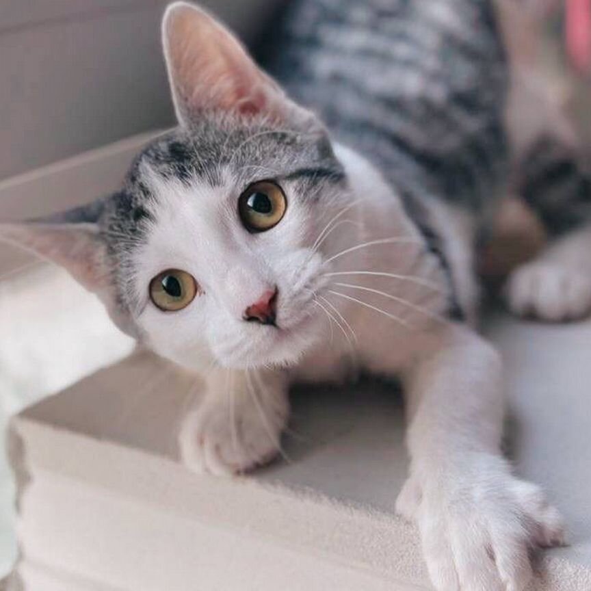 Котёнок Сочник в добрые руки
