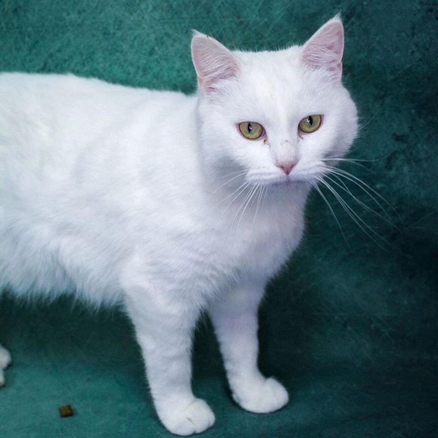 Кошка ищет дом