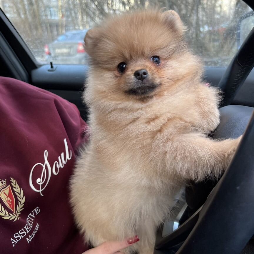 Померанский шпиц