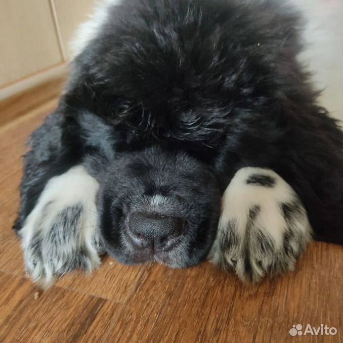 Ньюфодевочка