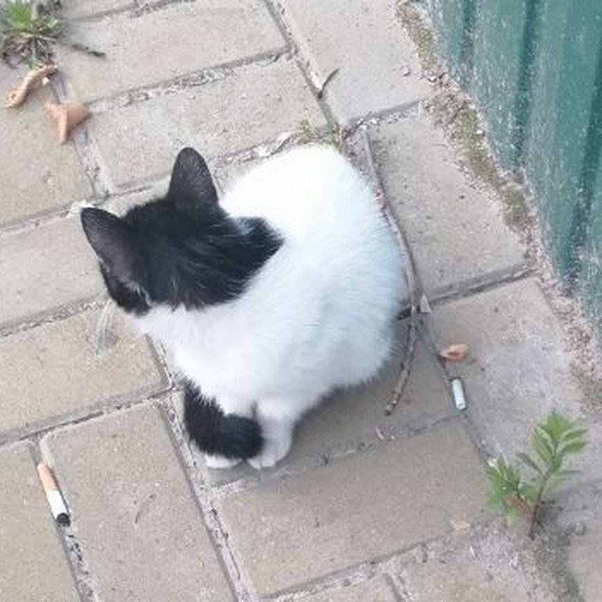 Кошка