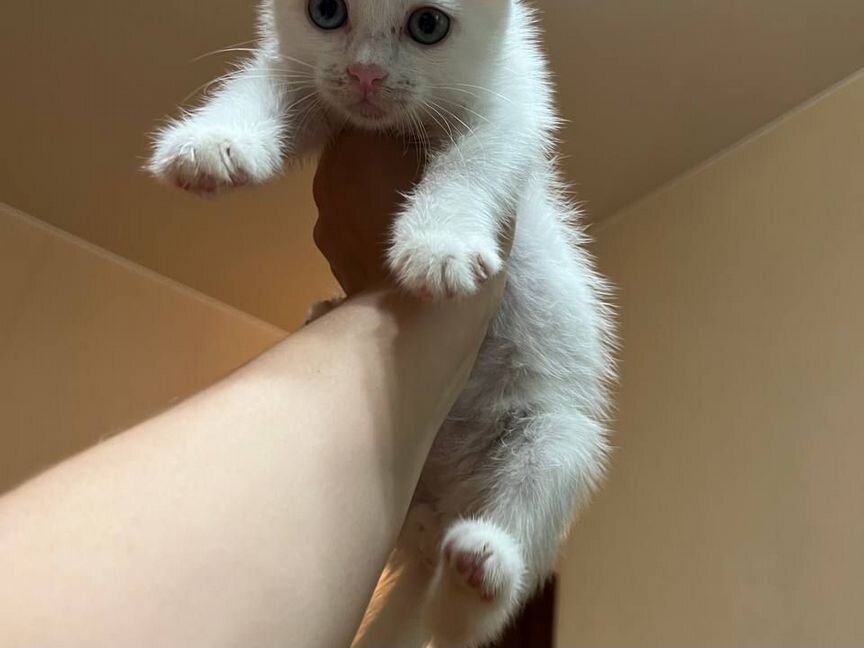 Котята