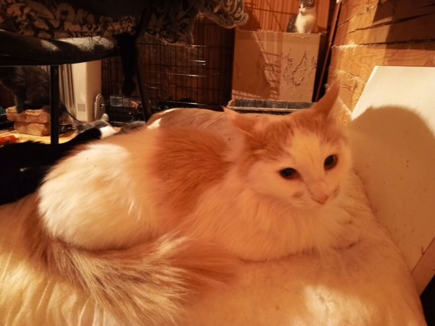 Турецкий Ван кошечка помесь