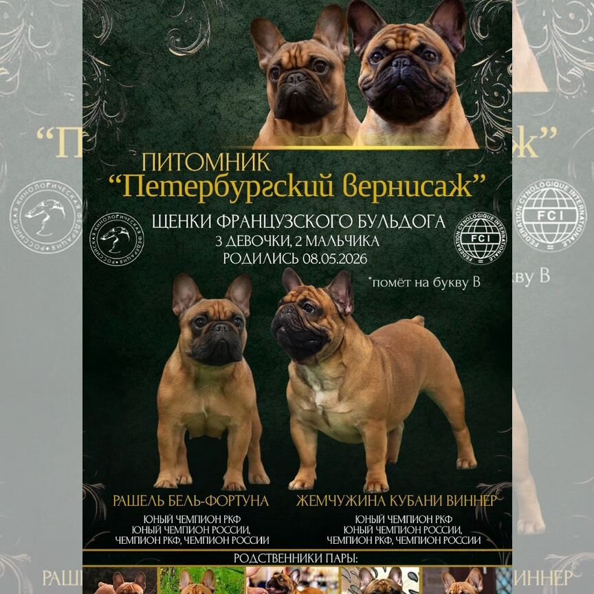 Французский бульдог, щенок