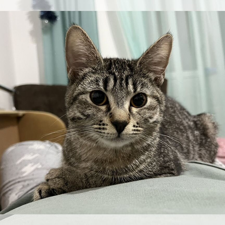 Кошечка домашняя