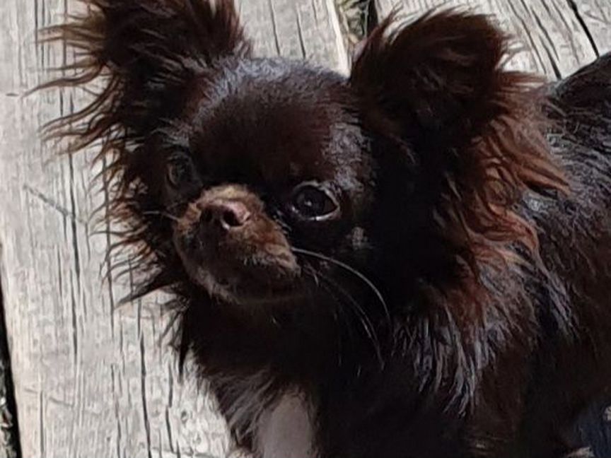 Чихуахуа шикарные