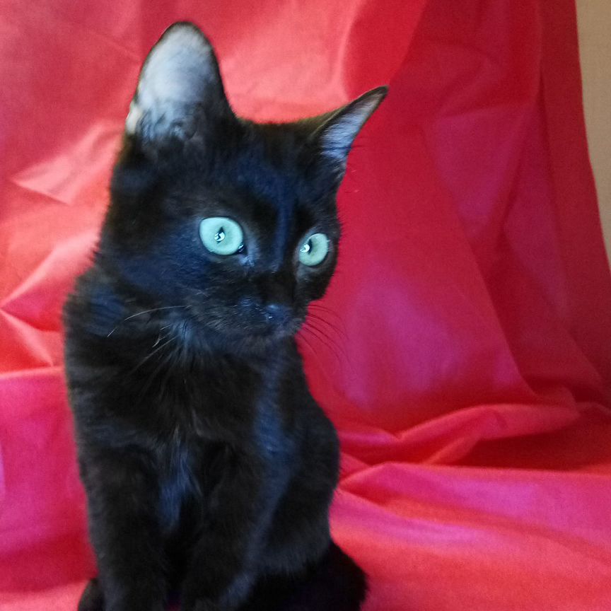 Коломбина littl princess